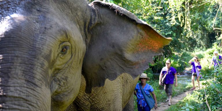 WALK WITH ELEPHANTS - Eco-travel at Elephant EcoValley in Thailand