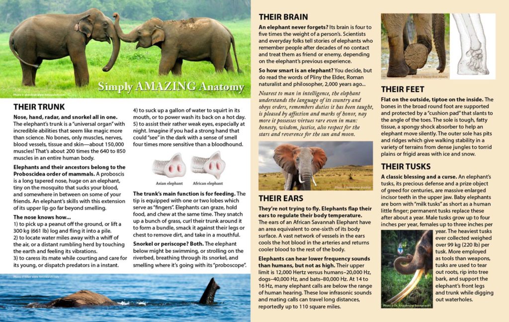 ELEPHANT MUSEUM in Thailand in the wilderness at Elephant EcoValley
