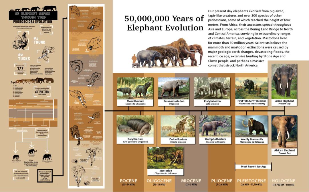 ELEPHANT MUSEUM in Thailand in the wilderness at Elephant EcoValley